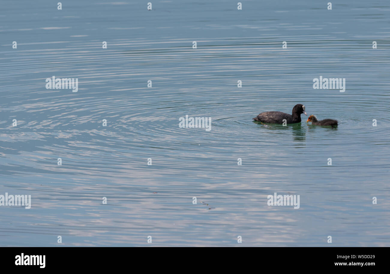 Ducks, mother and son on the lake Stock Photo - Alamy