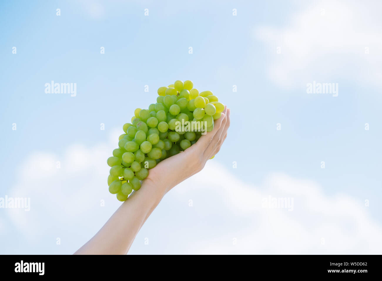 Harvest time, fresh bunch of grapes in human hand. Ripe juicy grapes on ...