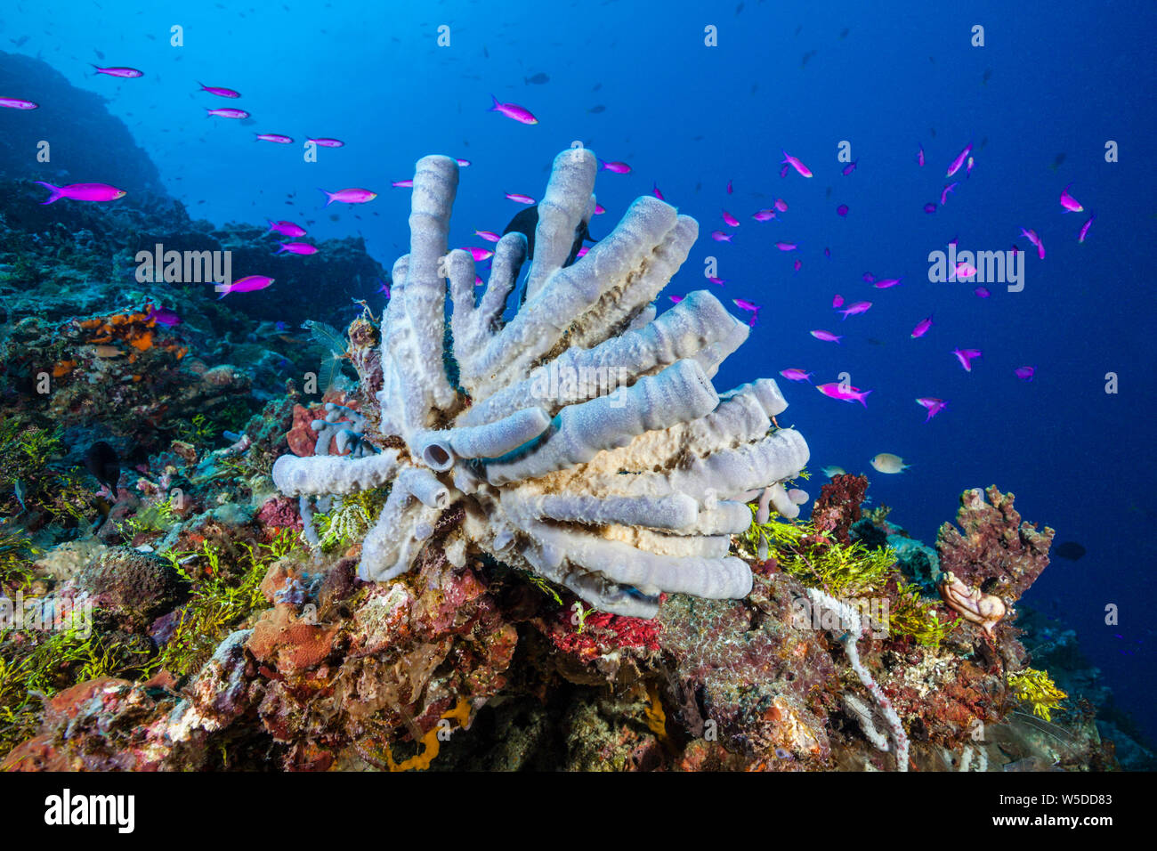 Healty Coral Reef, Kimbe Bay, New Britain, Papua New Guinea Stock Photo ...