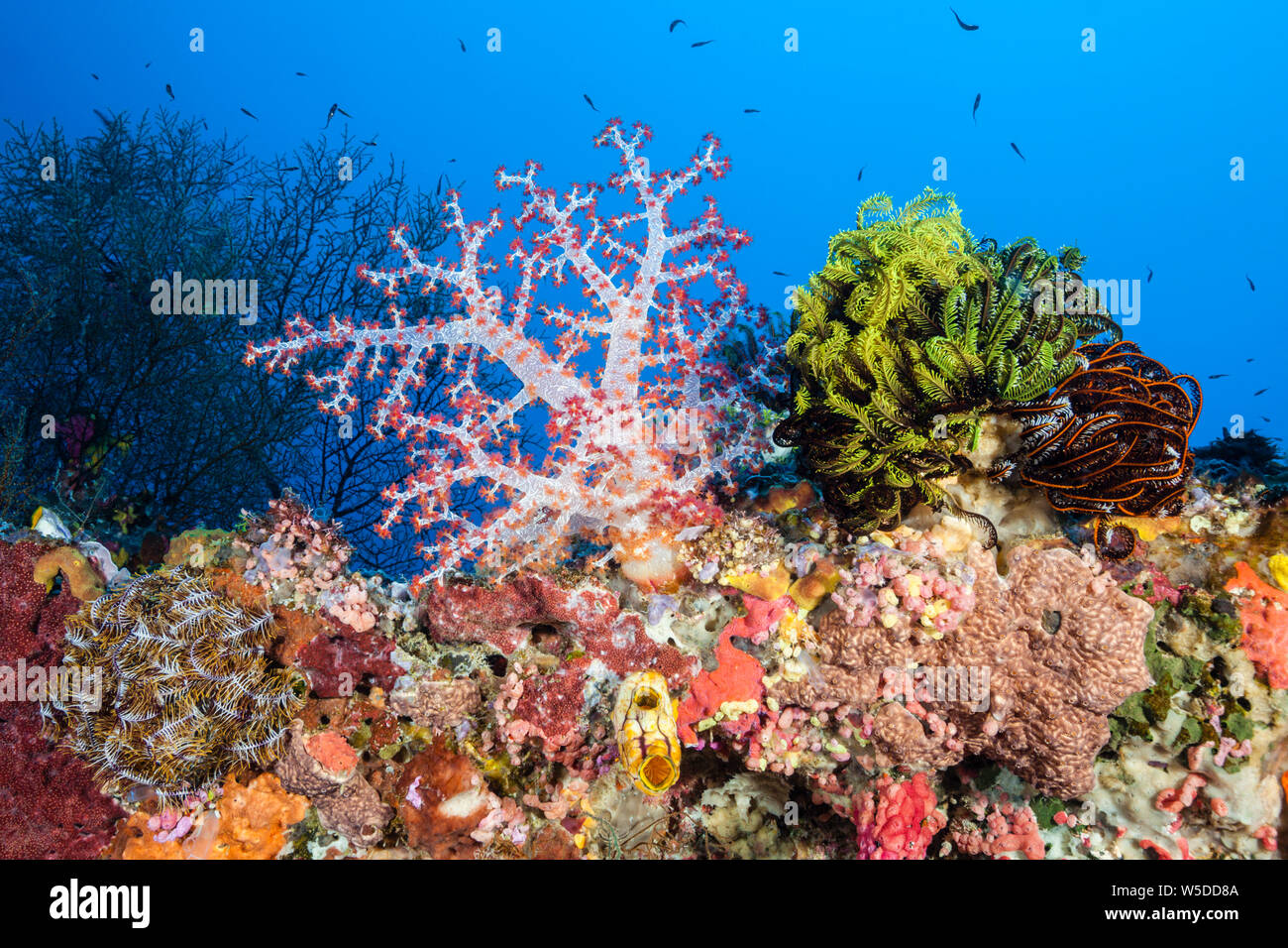 Species rich Coral Reef, Kimbe Bay, New Britain, Papua New Guinea Stock ...