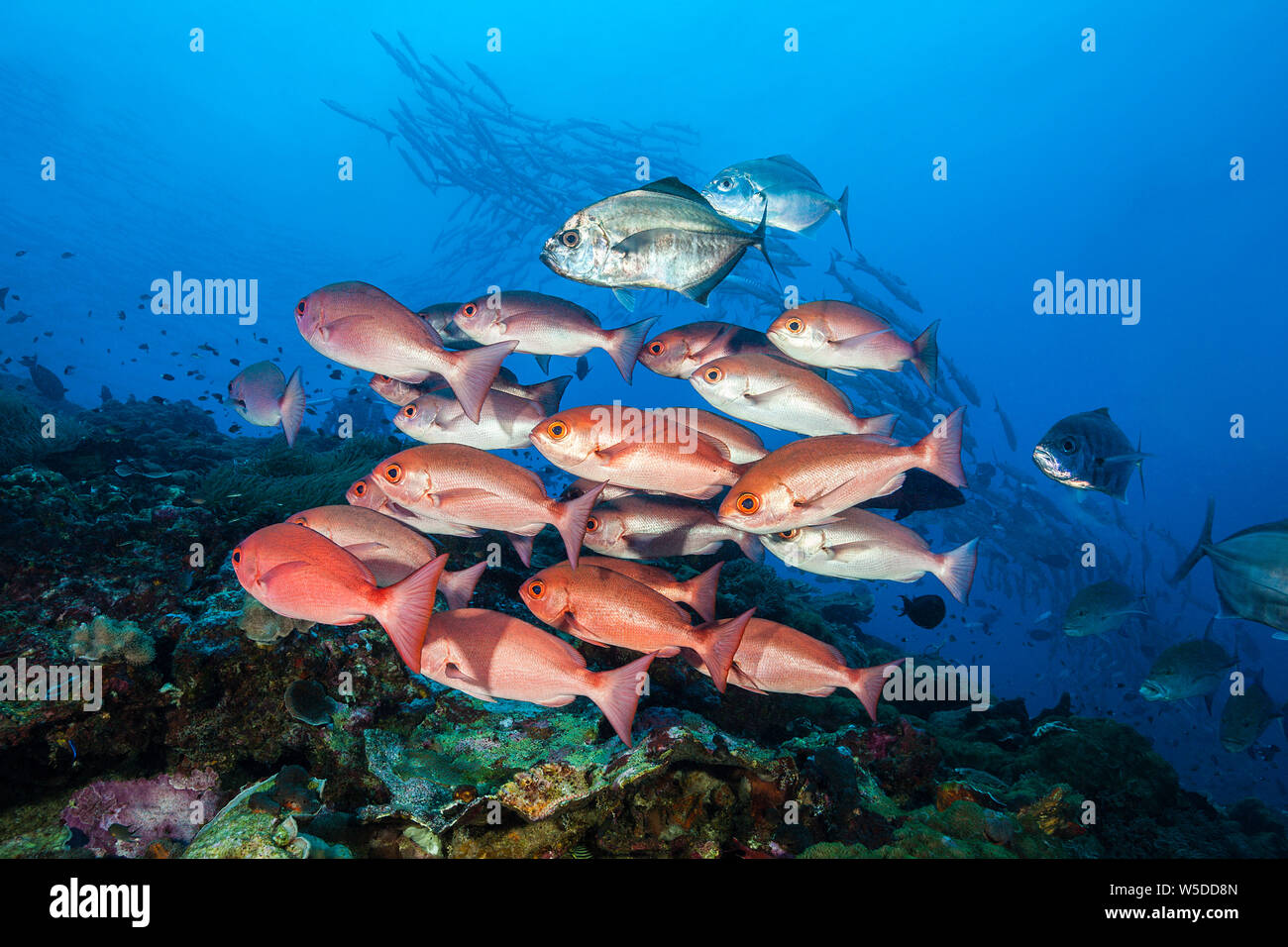 Shoal of Slender Pinjalo Snapper, Pinjalo lewisi, Kimbe Bay, New ...
