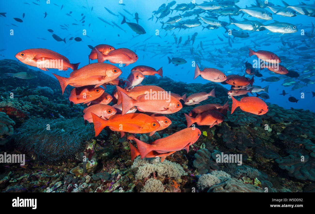 Shoal of Slender Pinjalo Snapper, Pinjalo lewisi, Kimbe Bay, New ...