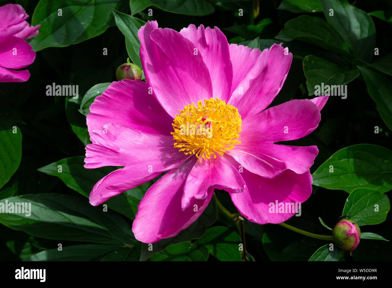 Close-up peony flowers in the garden Stock Photo - Alamy