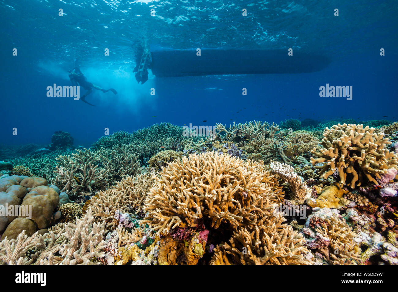 Diving in Coral Reef, Kimbe Bay, New Britain, Papua New Guinea Stock ...