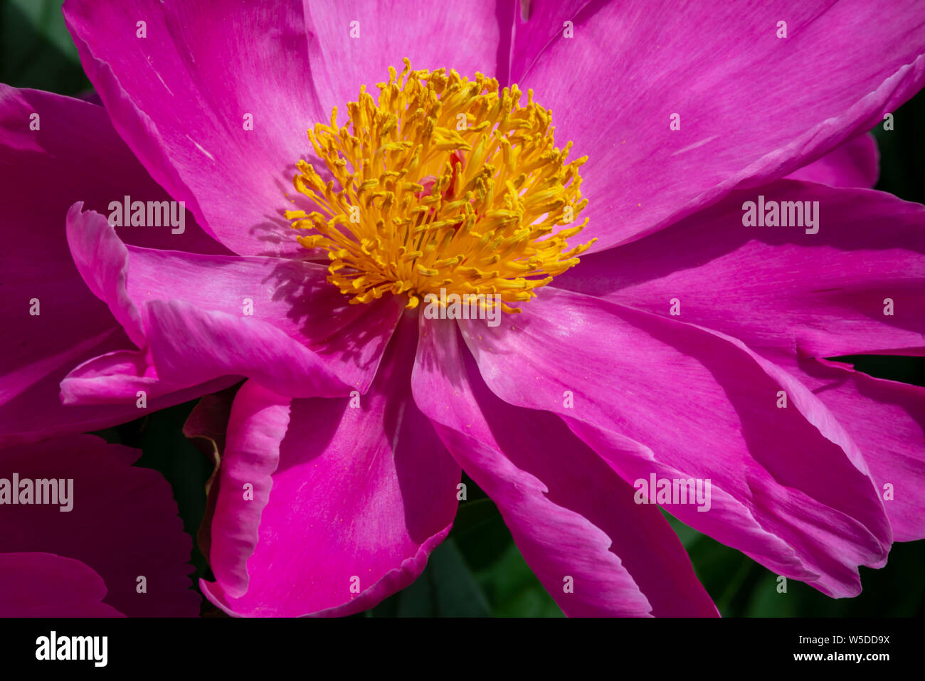 Close-up peony flowers in the garden Stock Photo - Alamy