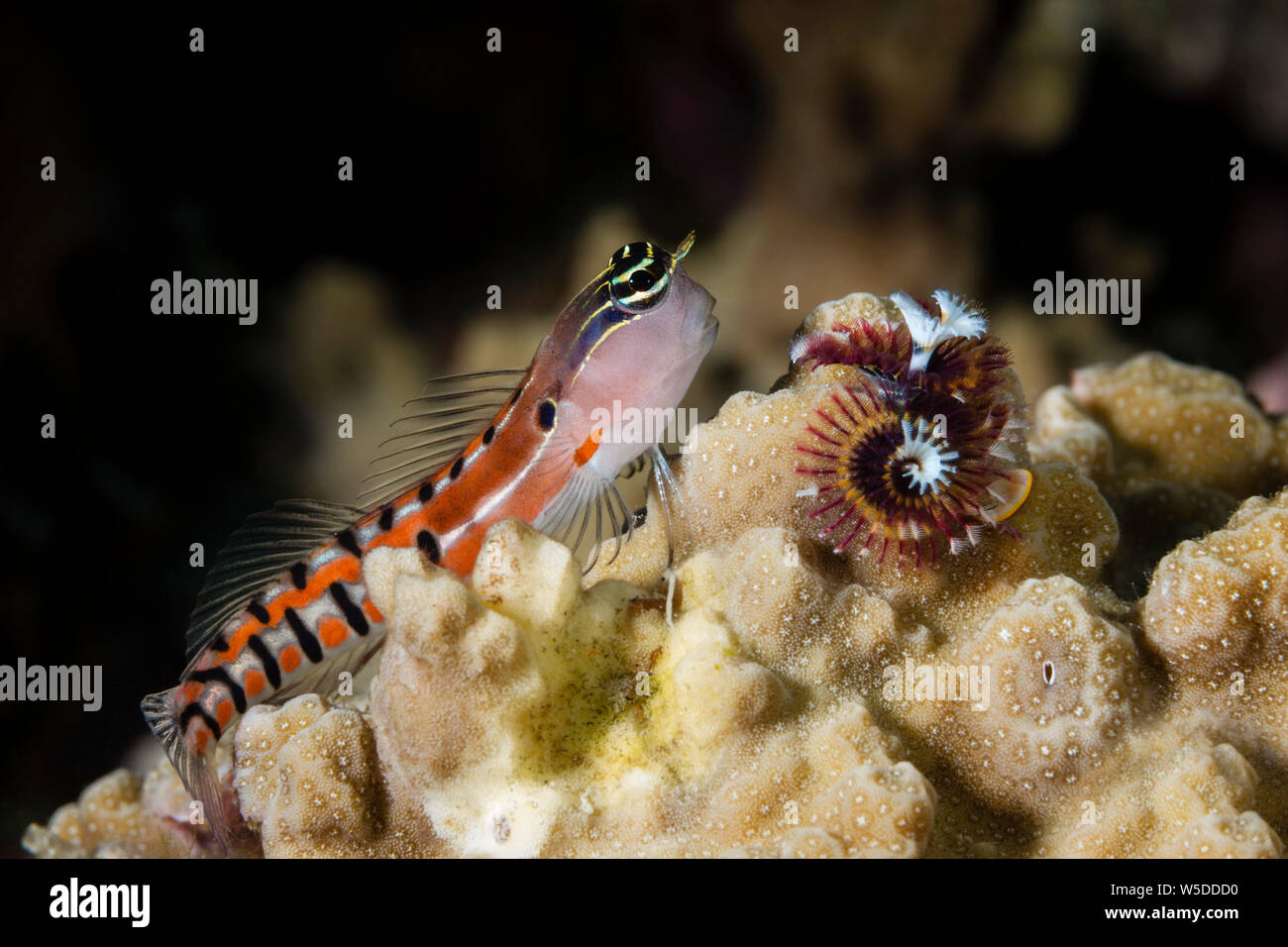 Axelrods Clown Blenny, Ecsenius axelrodi, Kimbe Bay, New Britain, Papua ...