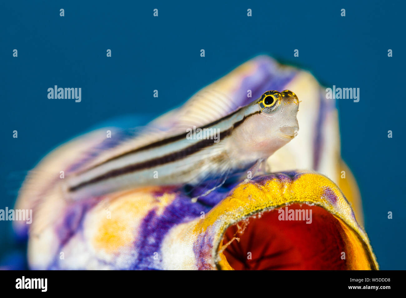 Baths Clown Blenny, Ecsenius bathi, Kimbe Bay, New Britain, Papua New ...