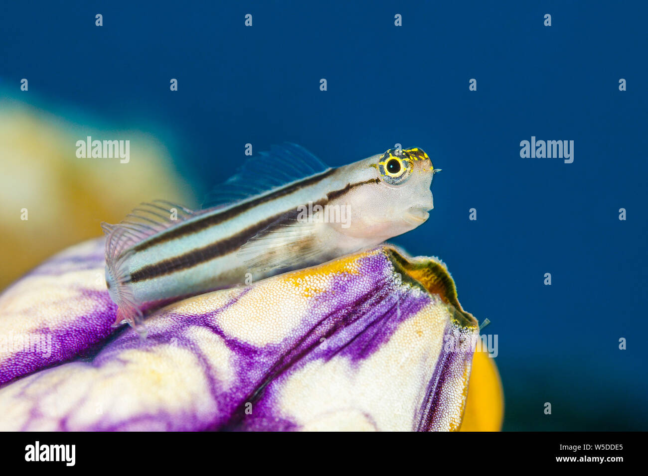 Baths Clown Blenny, Ecsenius bathi, Kimbe Bay, New Britain, Papua New ...