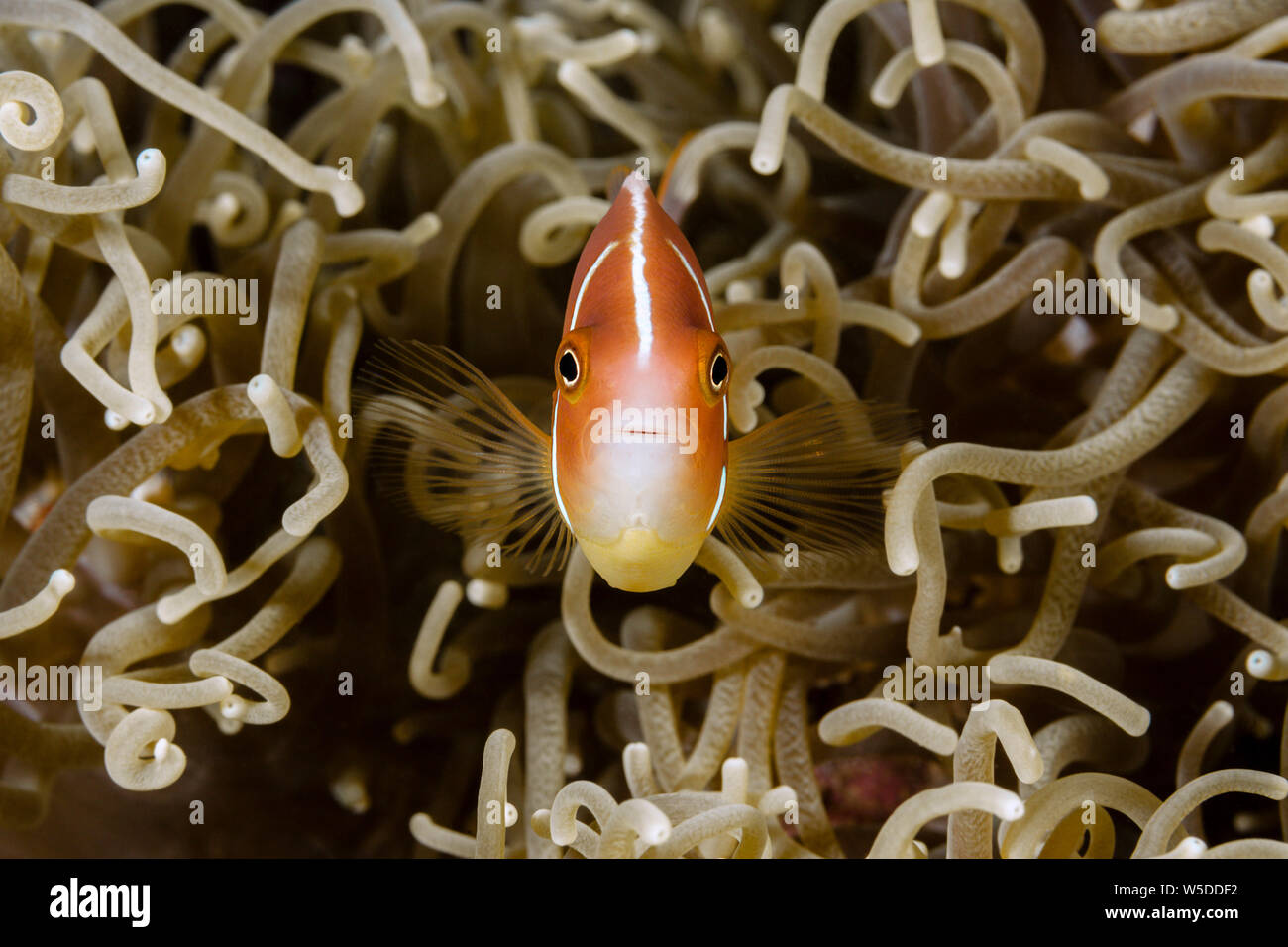 Anemonefish sea anemone hi-res stock photography and images - Alamy