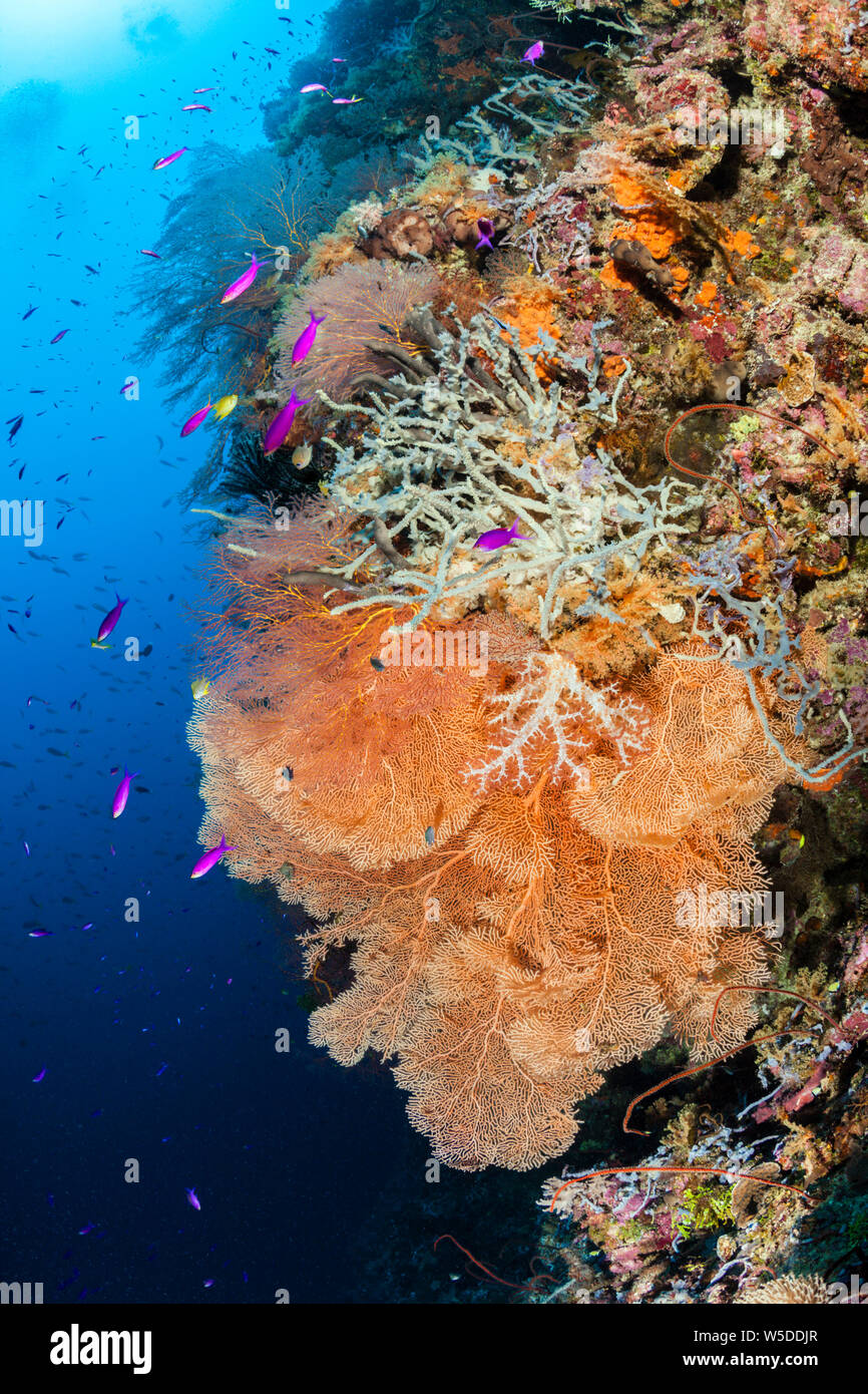 Species rich Coral Reef, Kimbe Bay, New Britain, Papua New Guinea Stock ...