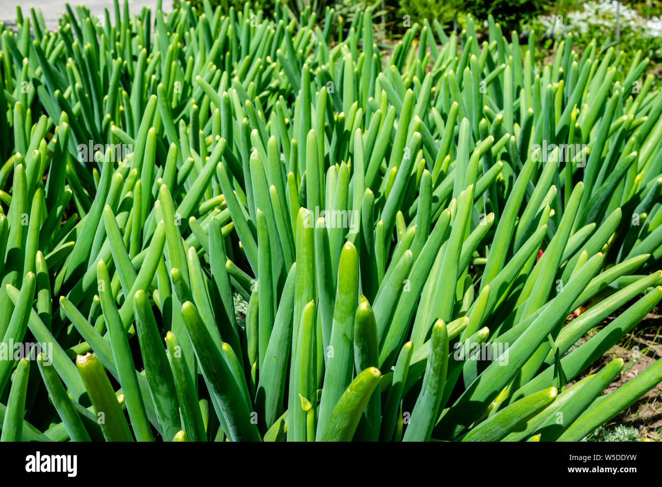 Close-up decorative onions in the garden, insects Stock Photo - Alamy