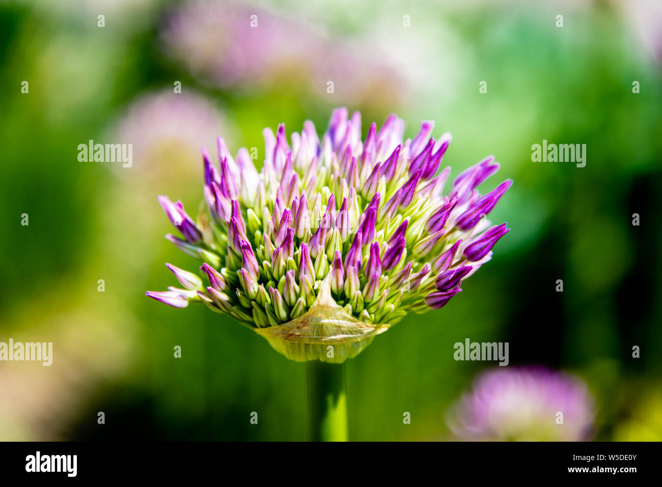 Close-up decorative onions in the garden, insects Stock Photo - Alamy
