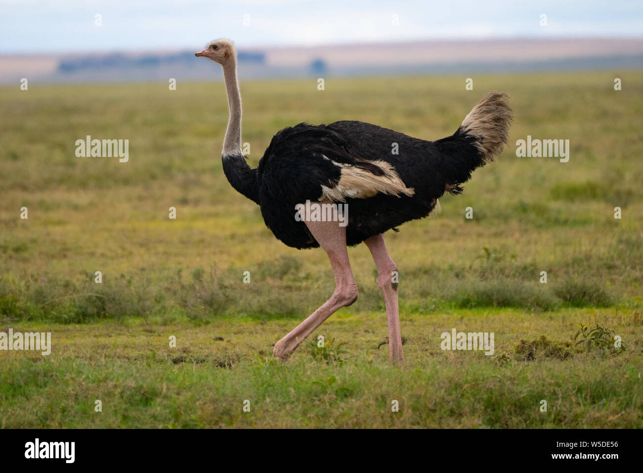 Ostrich in ostrich safari park hi-res stock photography and images - Alamy