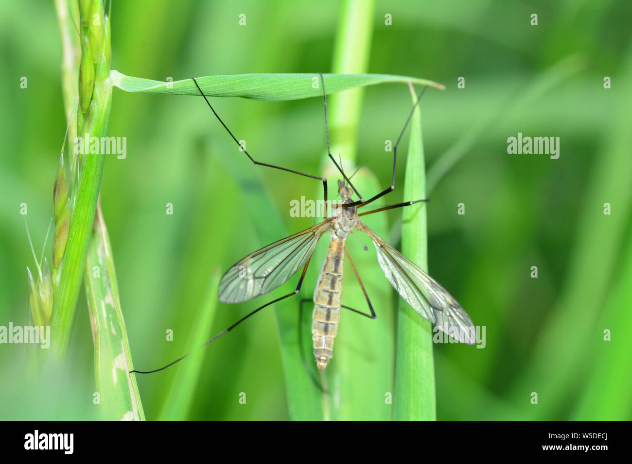 Marsh Crane Fly - Big Schnake ( Tipula oleracea ) on blade of grass in ...
