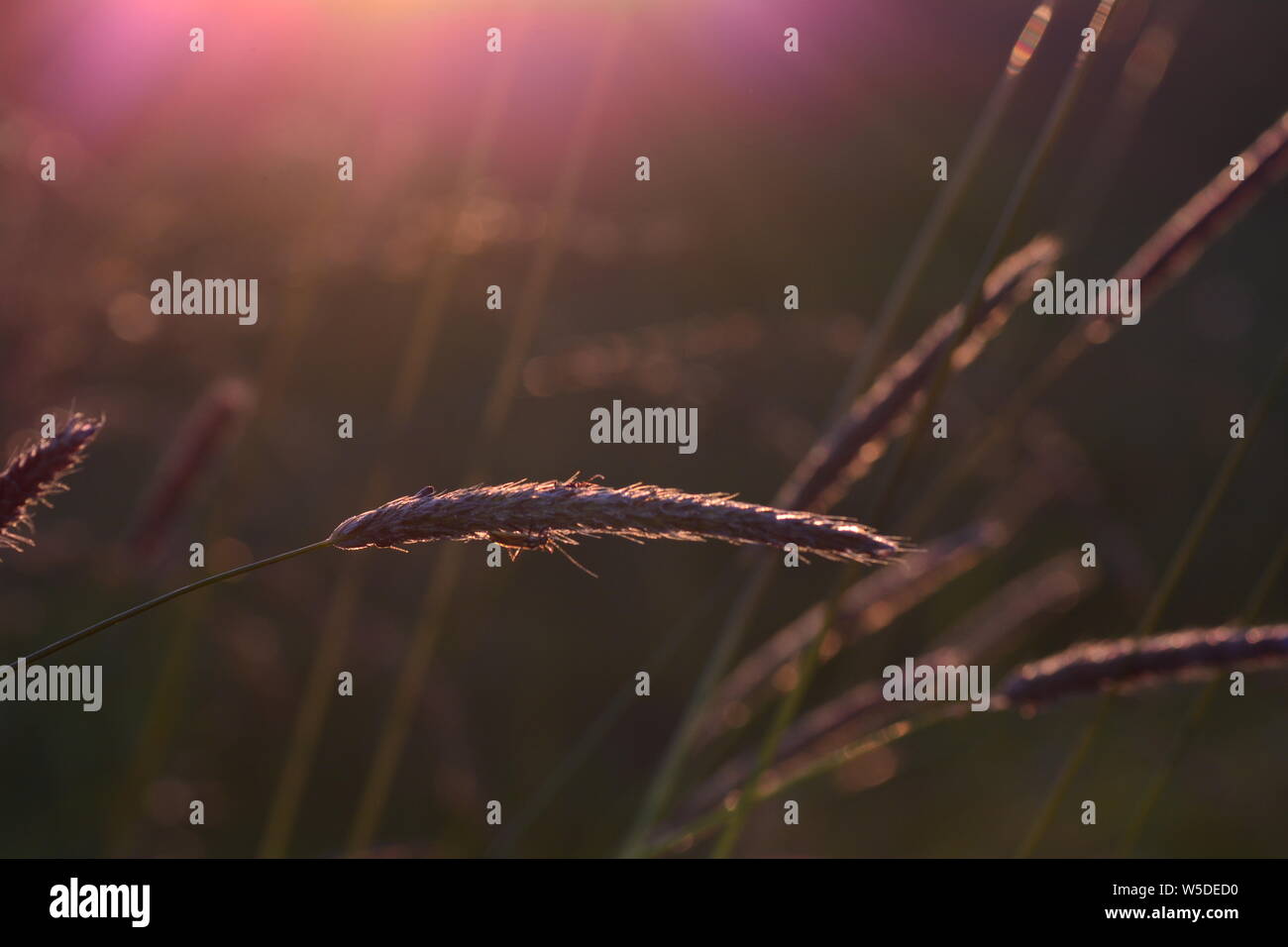 Field of insects hi-res stock photography and images - Alamy