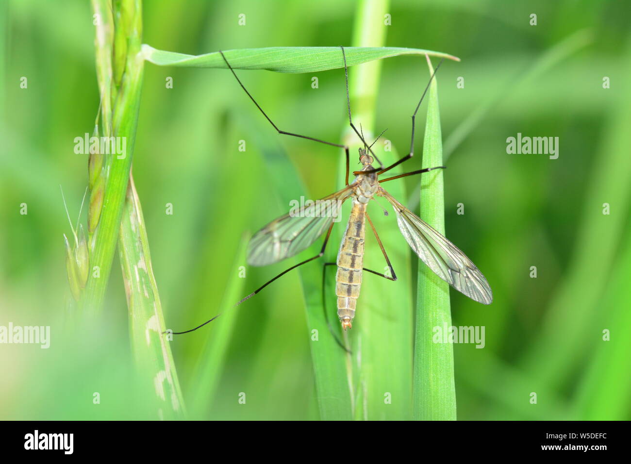 Crane fly tipula oleracea hi-res stock photography and images - Alamy