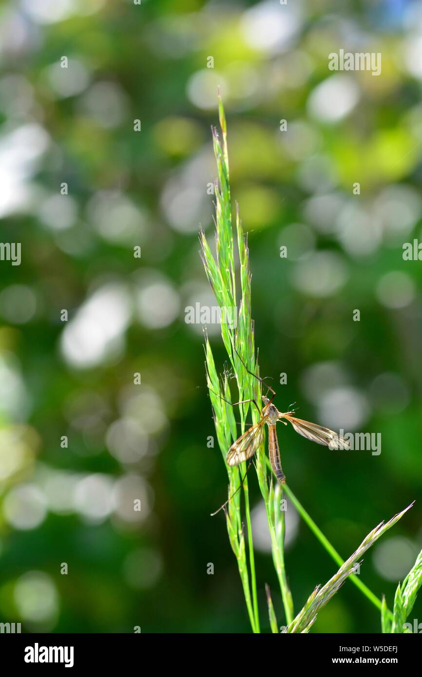 European marsh crane fly hi-res stock photography and images - Alamy