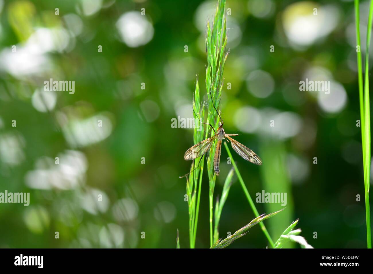 Marsh Crane Fly - Big Schnake ( Tipula oleracea ) on blade of grass in ...