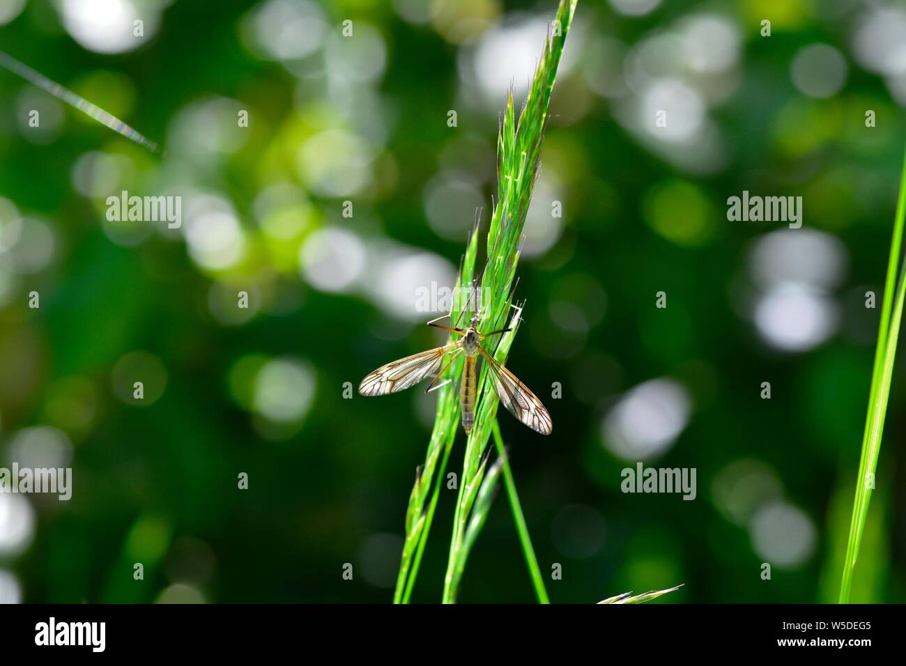 Crane fly tipula oleracea hi-res stock photography and images - Alamy