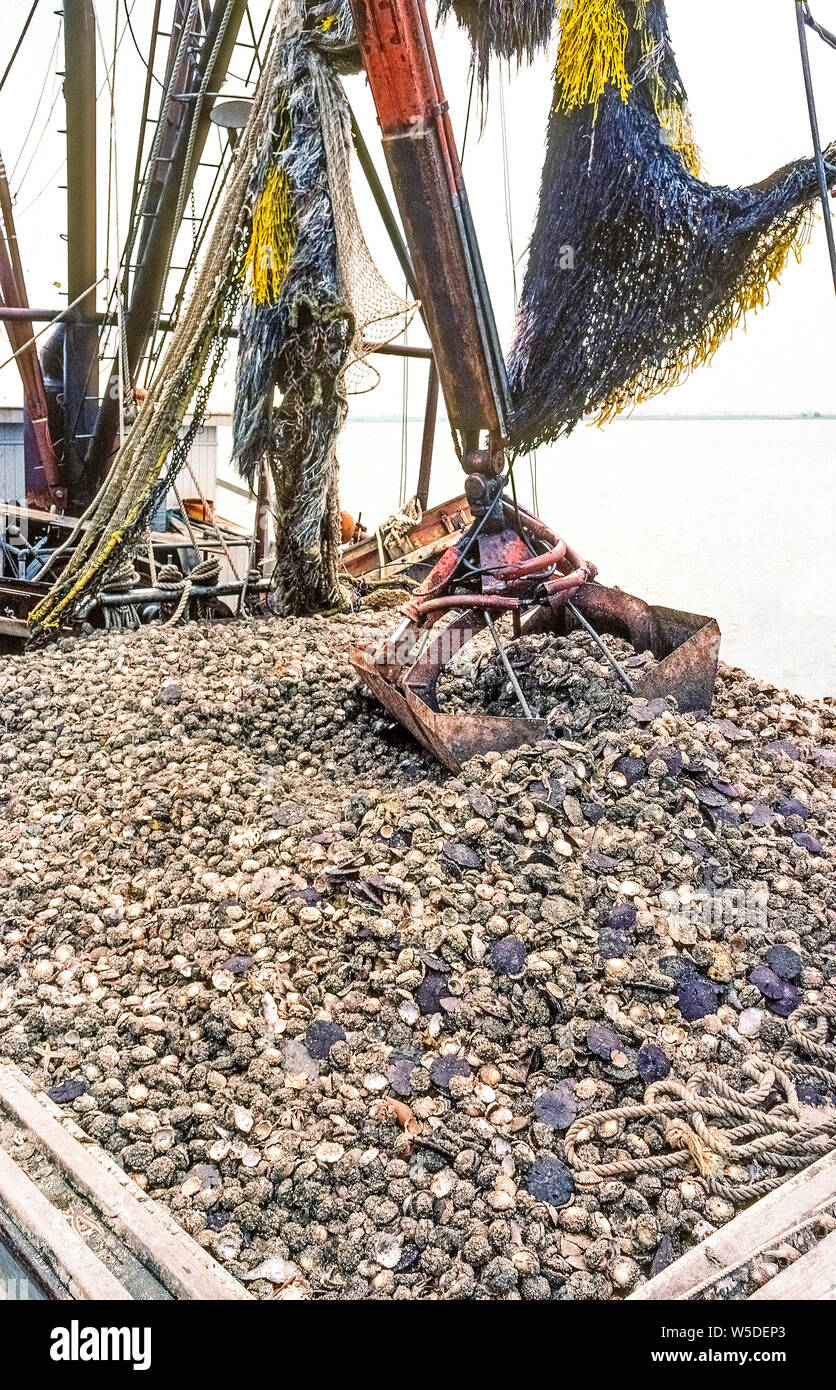 A scallop fishing boat begins unloading its large catch of this popular ...