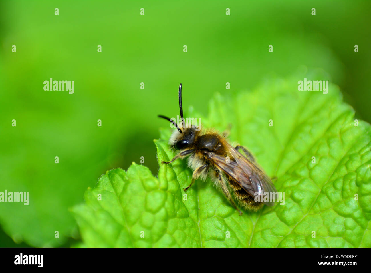 Baby wasp hi-res stock photography and images - Alamy