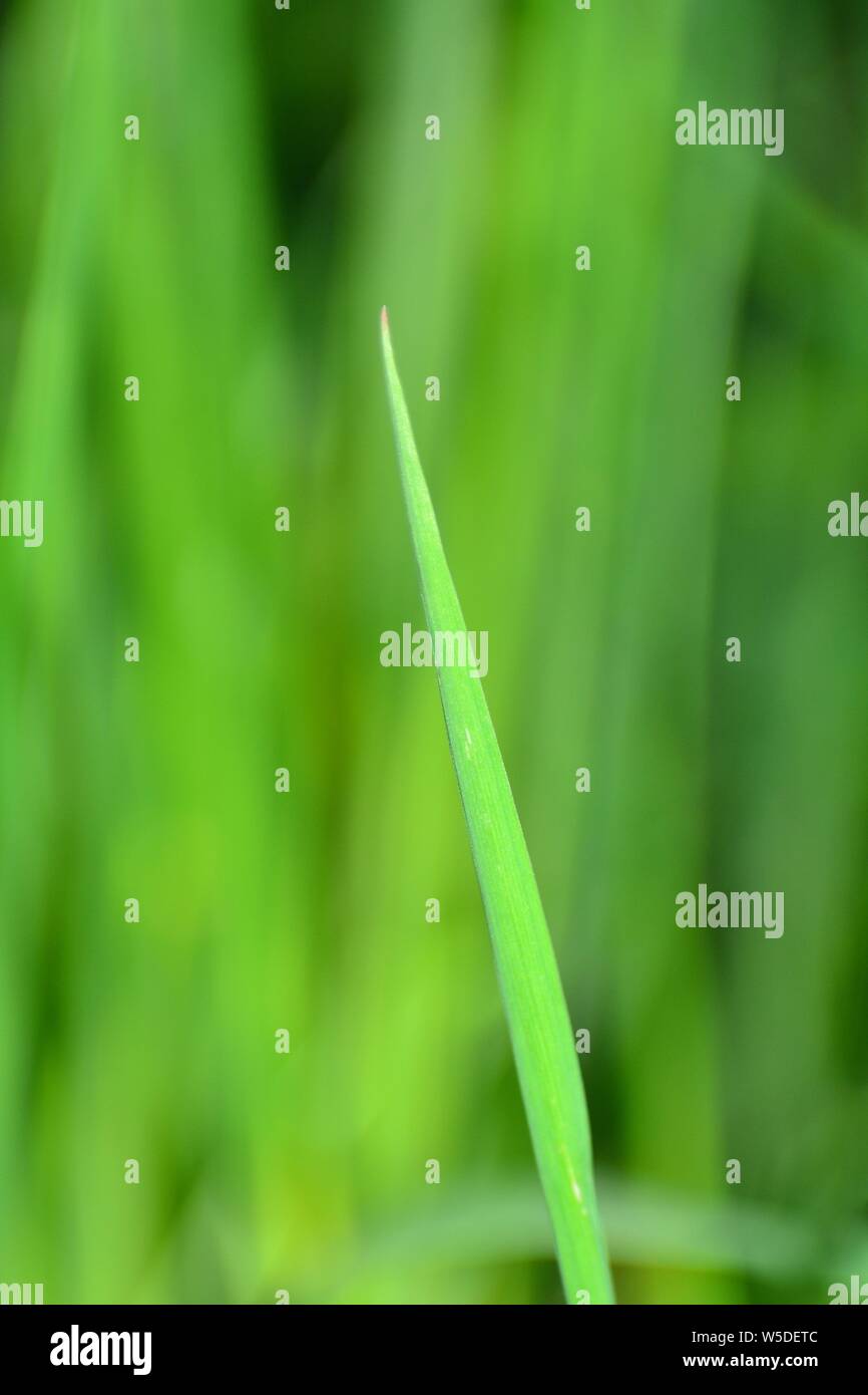 Meadow grasses background hi-res stock photography and images - Alamy