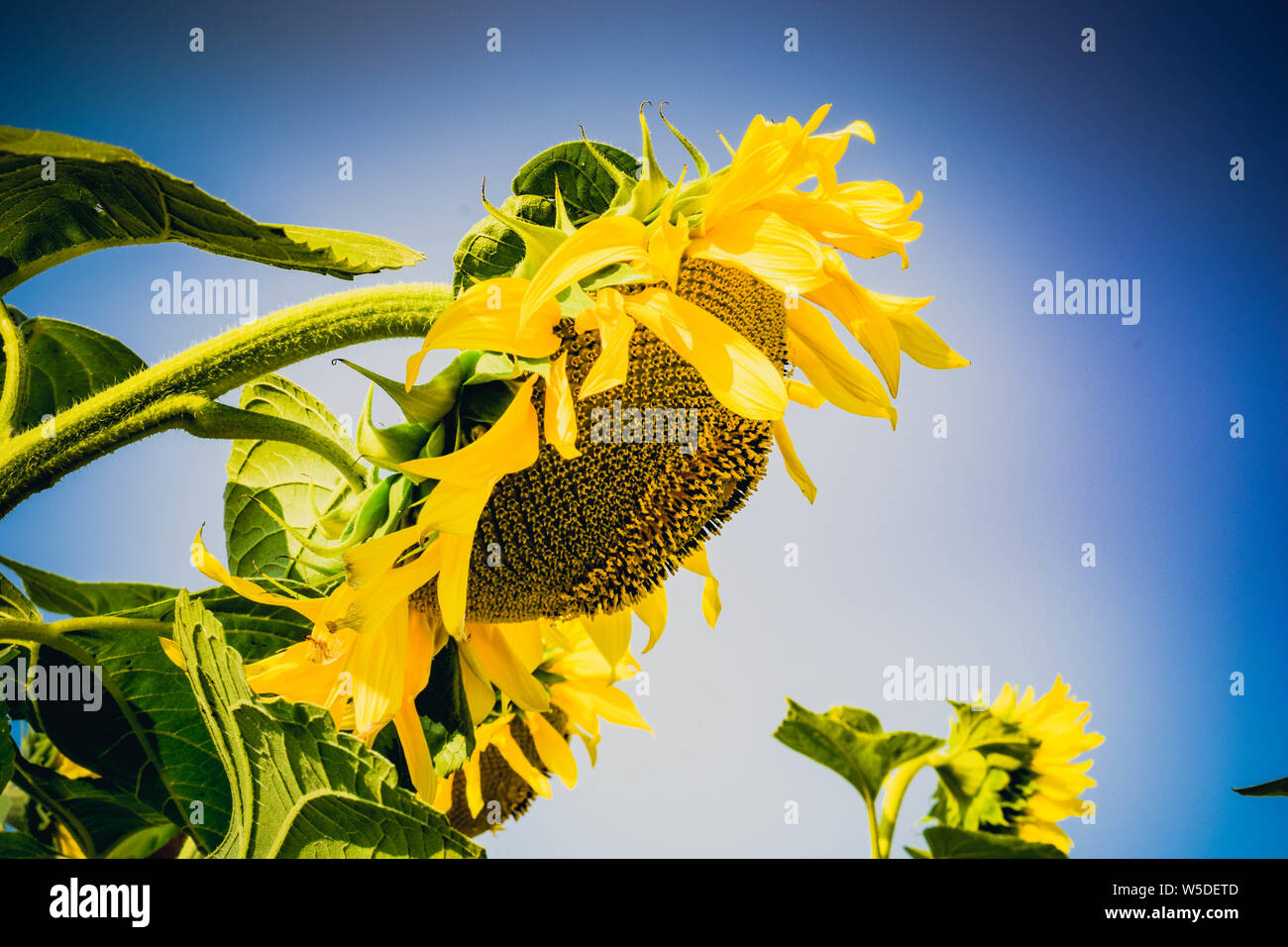 Sunflower. Harvest summer in July. Sunflower blooming. Fields of ...