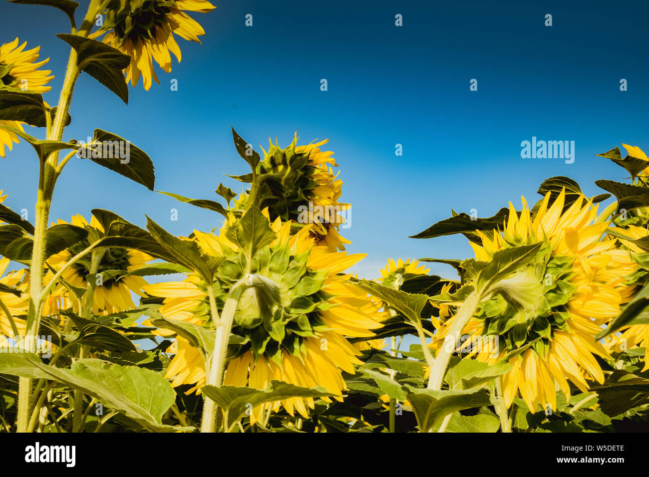 Sunflower. Harvest summer in July. Sunflower blooming. Fields of ...