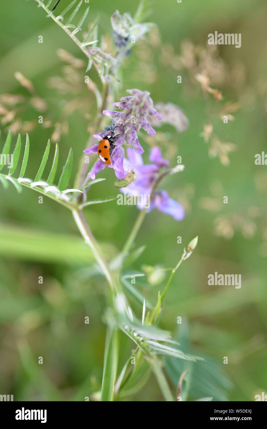 Ladybug aphids hi-res stock photography and images - Alamy