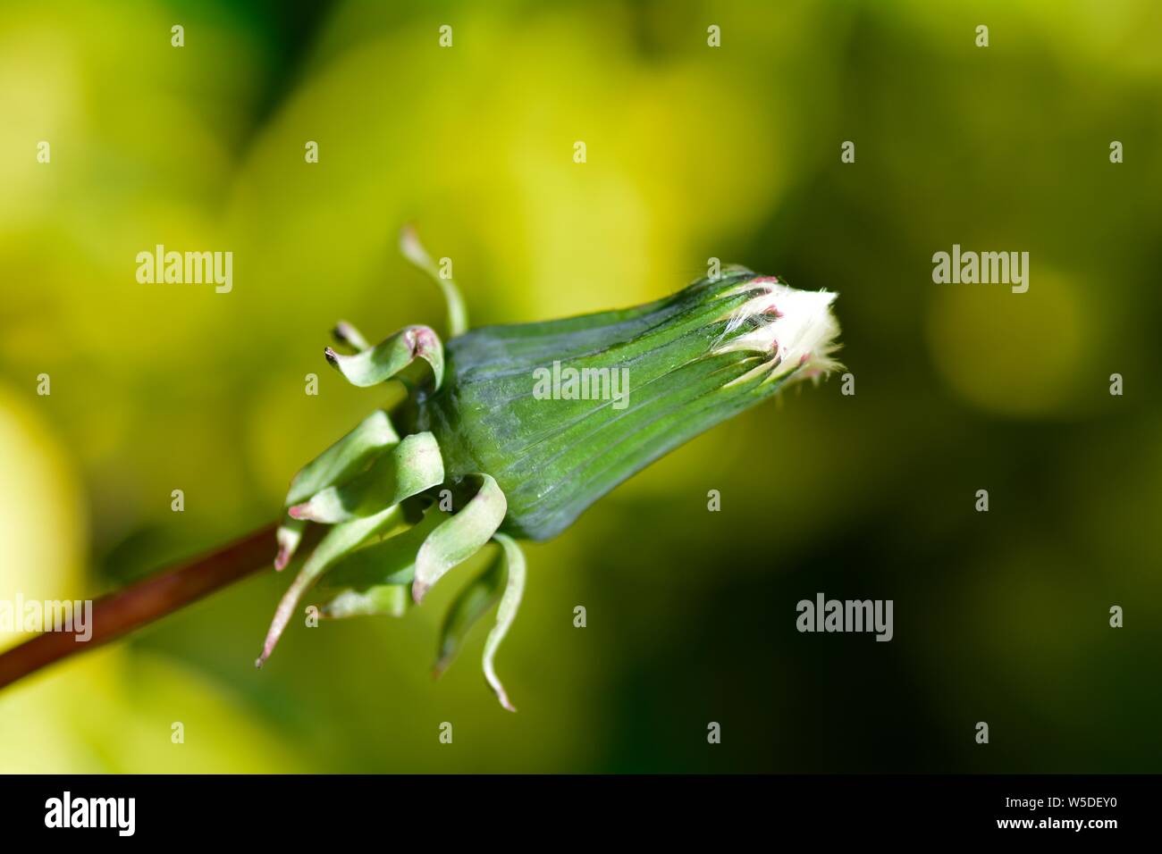 Closed dandelion bud in front of yellow and green nature background ...
