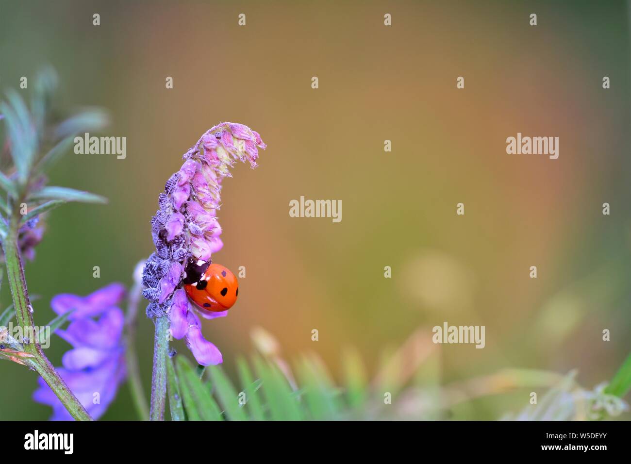 Ladybug aphids hi-res stock photography and images - Alamy