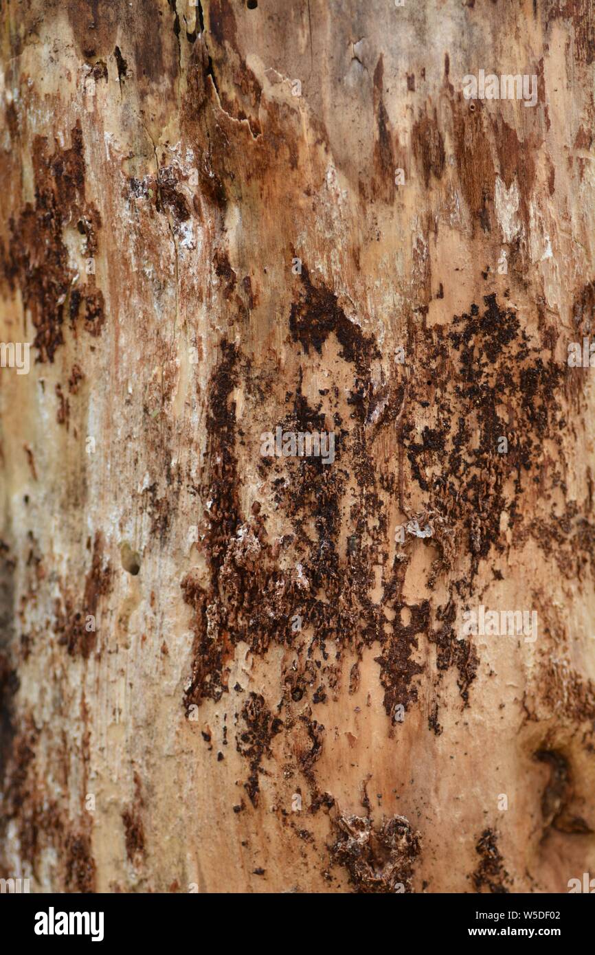 Wood - tree trunk without bark, surface of a blue spruce Stock Photo ...