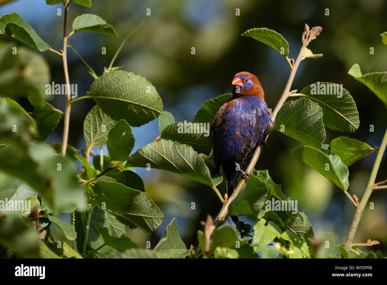 Purple grenadiers hi-res stock photography and images - Alamy