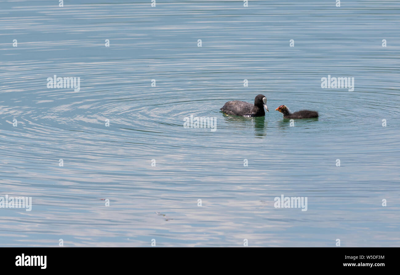 Ducks, mother and son on the lake Stock Photo - Alamy