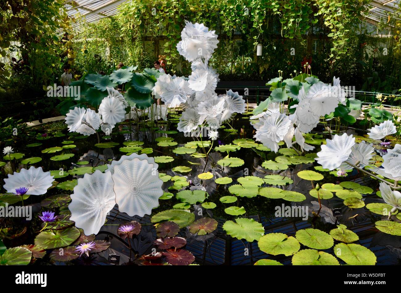 Ethereal White Persian Pond waterlily house kew gardens london uk Stock ...