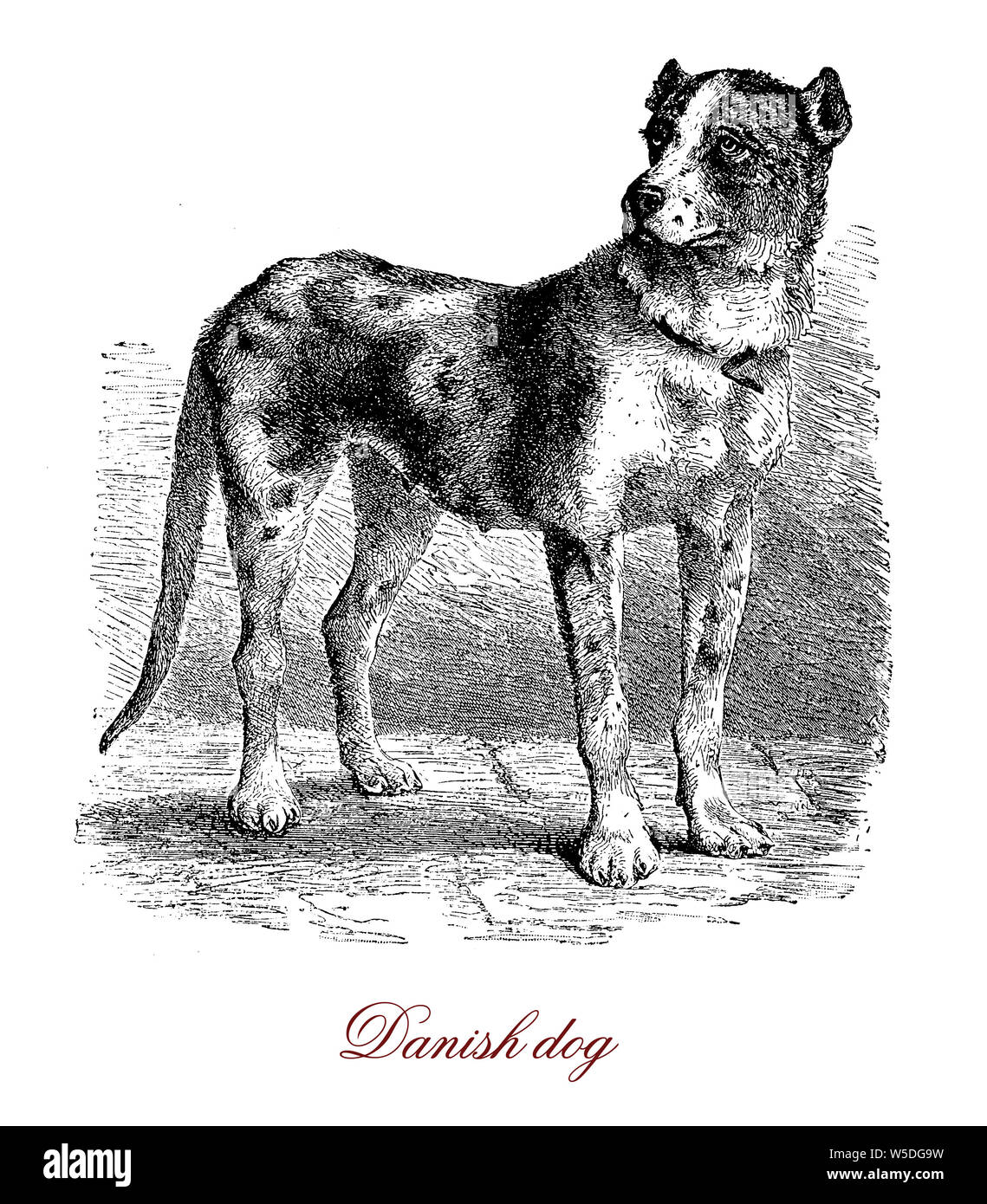 Old Danish pointer a strong built breed determined and courageous Stock ...