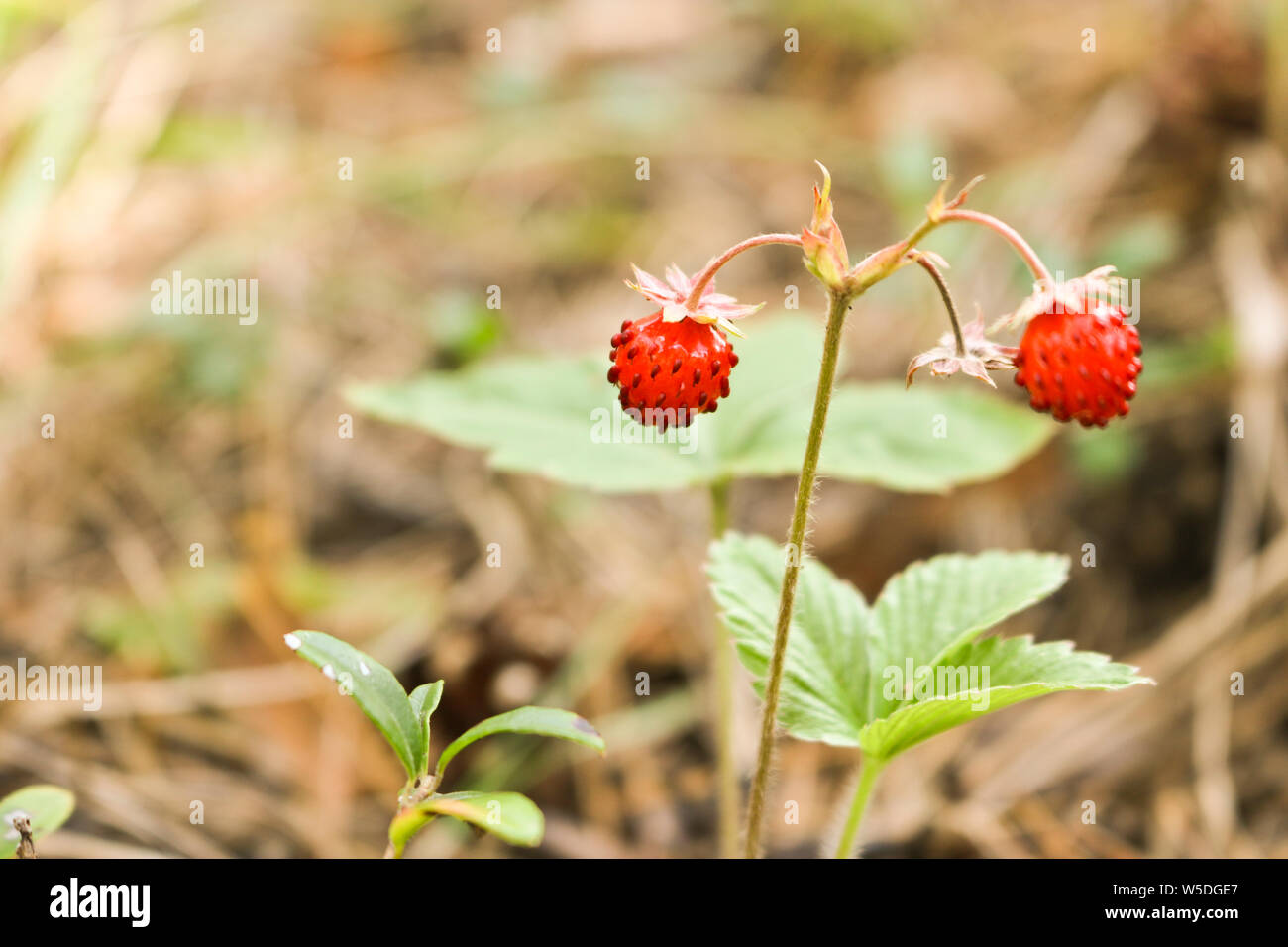 Russia native plants hi-res stock photography and images - Alamy