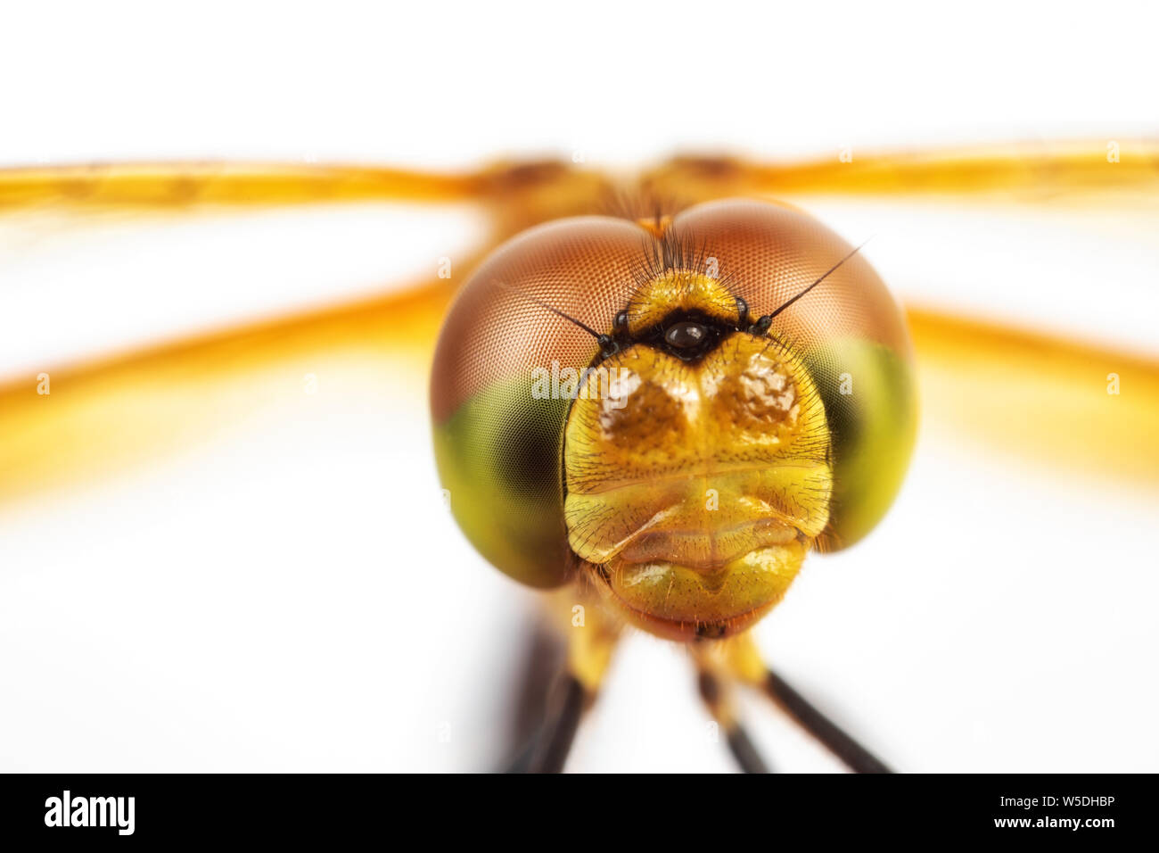 A happy dragonfly up close Stock Photo - Alamy