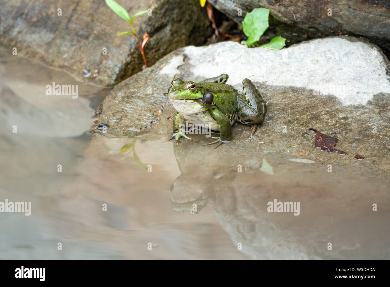 Puffy cheeks hi-res stock photography and images - Alamy