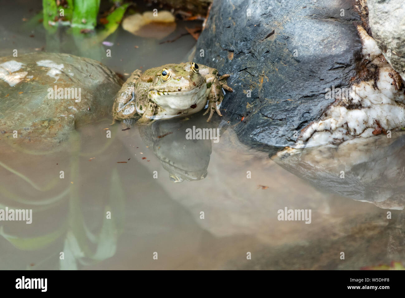 A large green frog sits on stone near the water. Reflection in water ...