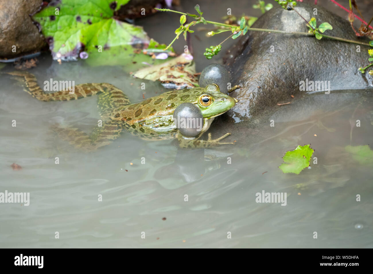 Puffy cheeks hi-res stock photography and images - Alamy