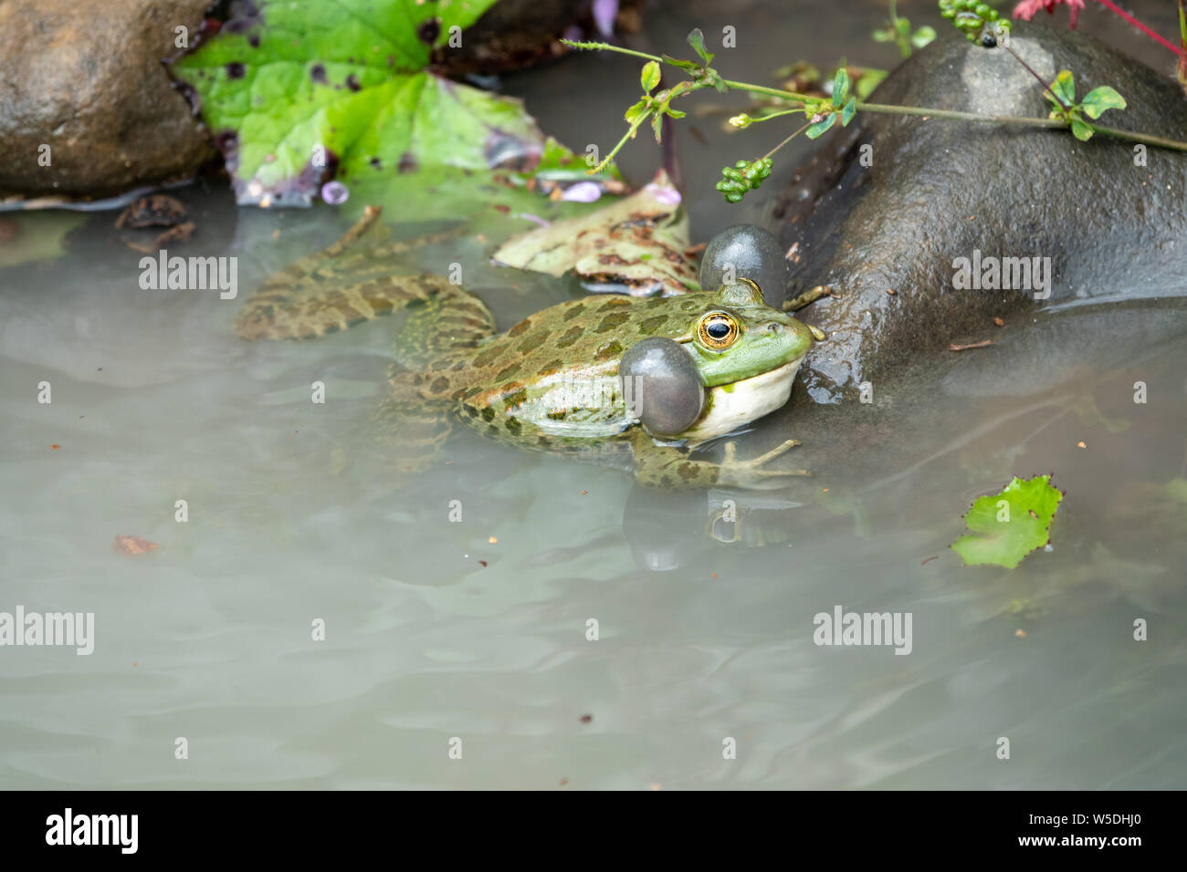 Puffy cheeks hi-res stock photography and images - Alamy