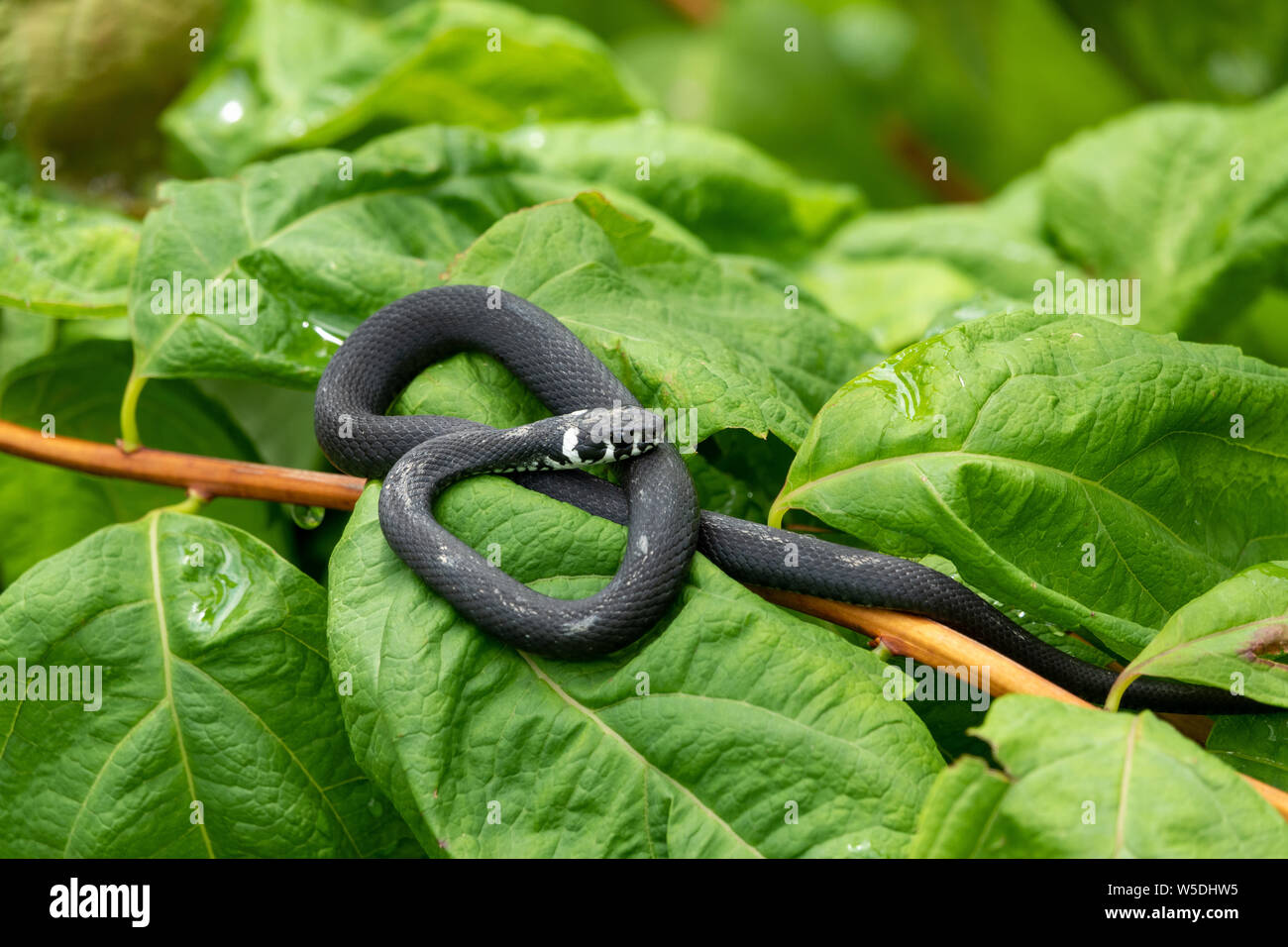 Black Snake With White Spots