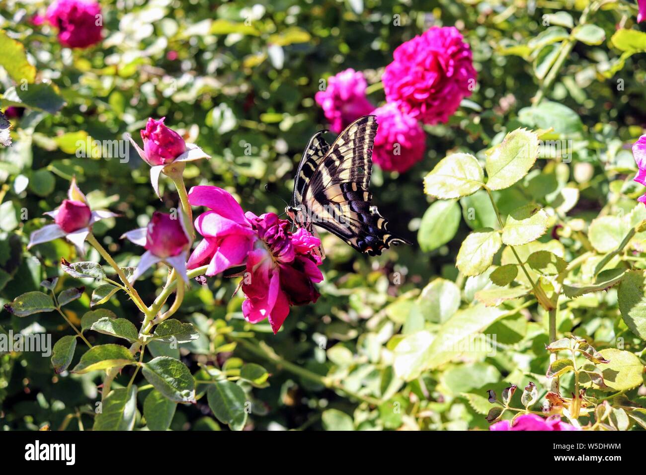 Butterfly in garden hi-res stock photography and images - Alamy