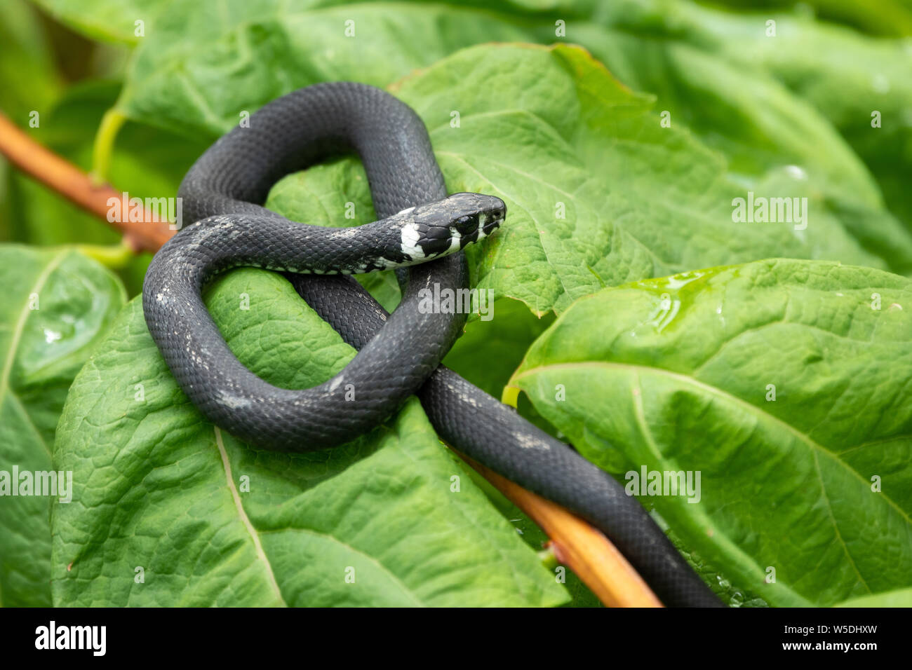 Green Black Snake With Markings