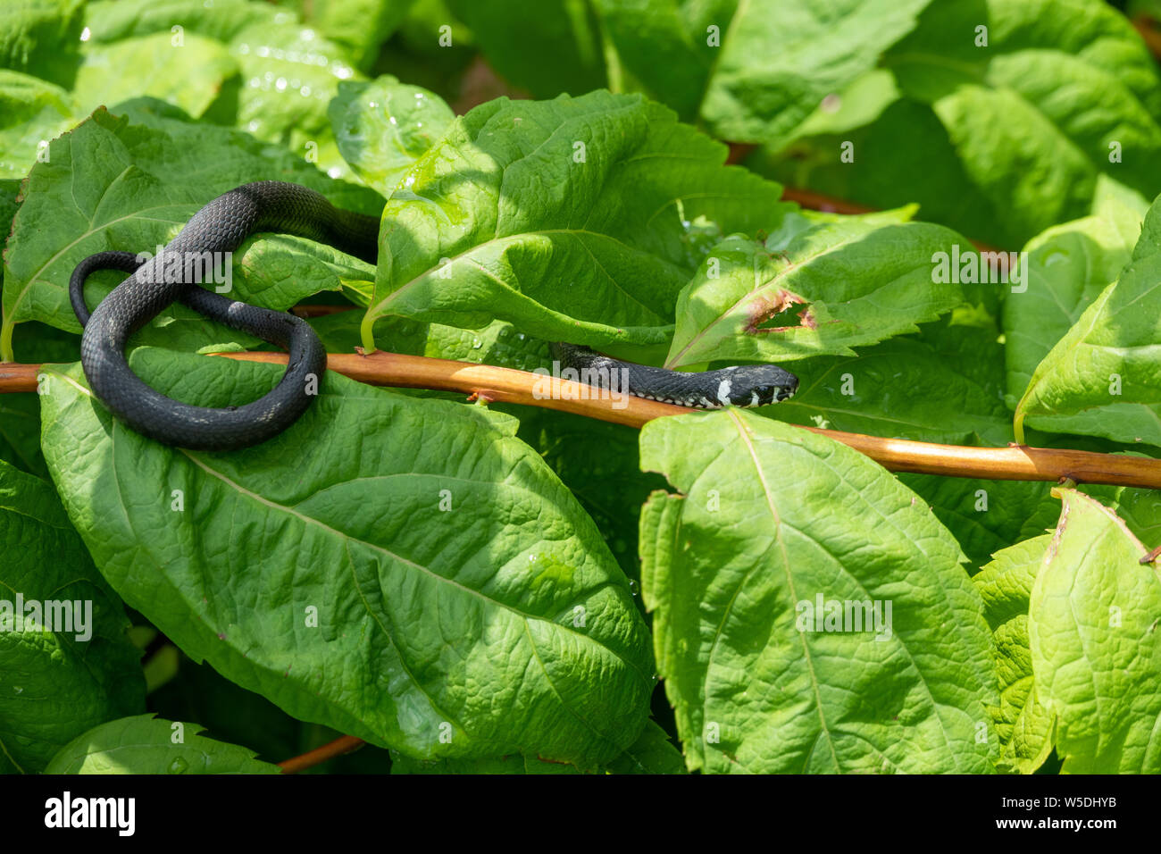 A black snake with white spots sits on a branch with green leaves. The ...