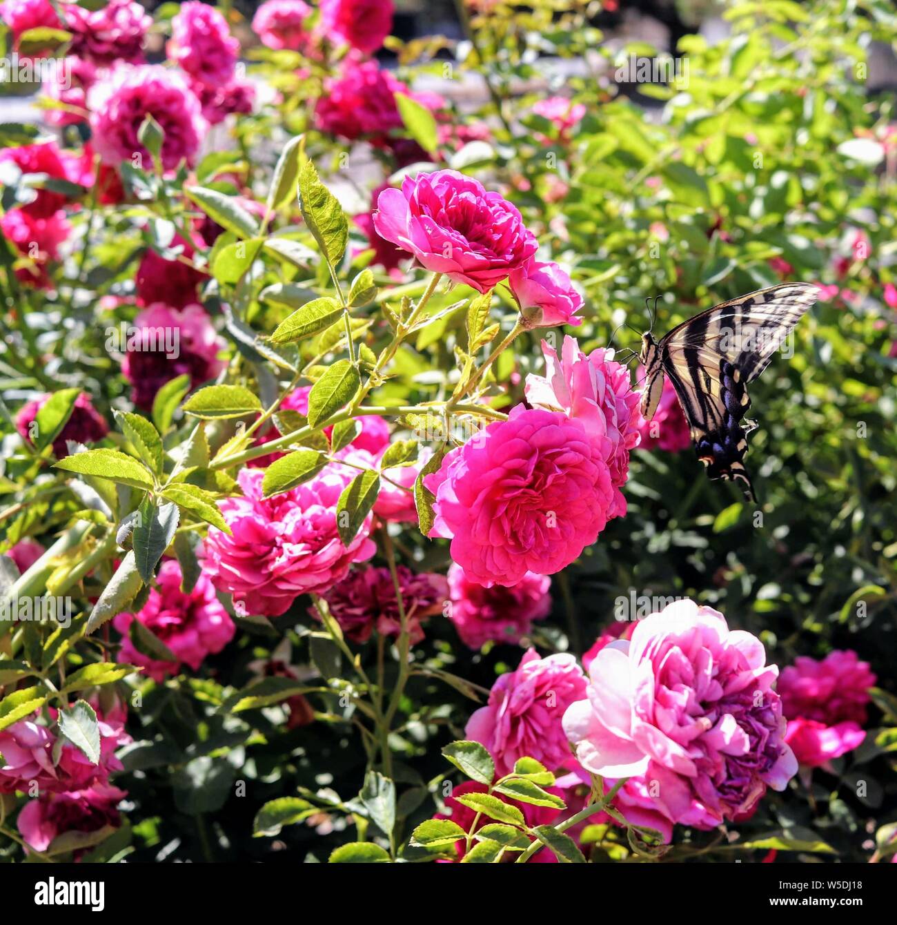Bright butterfly in sun hi-res stock photography and images - Alamy