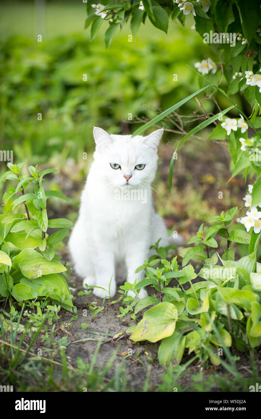 domestic cat breed Scottish chinchilla straight white color walking ...