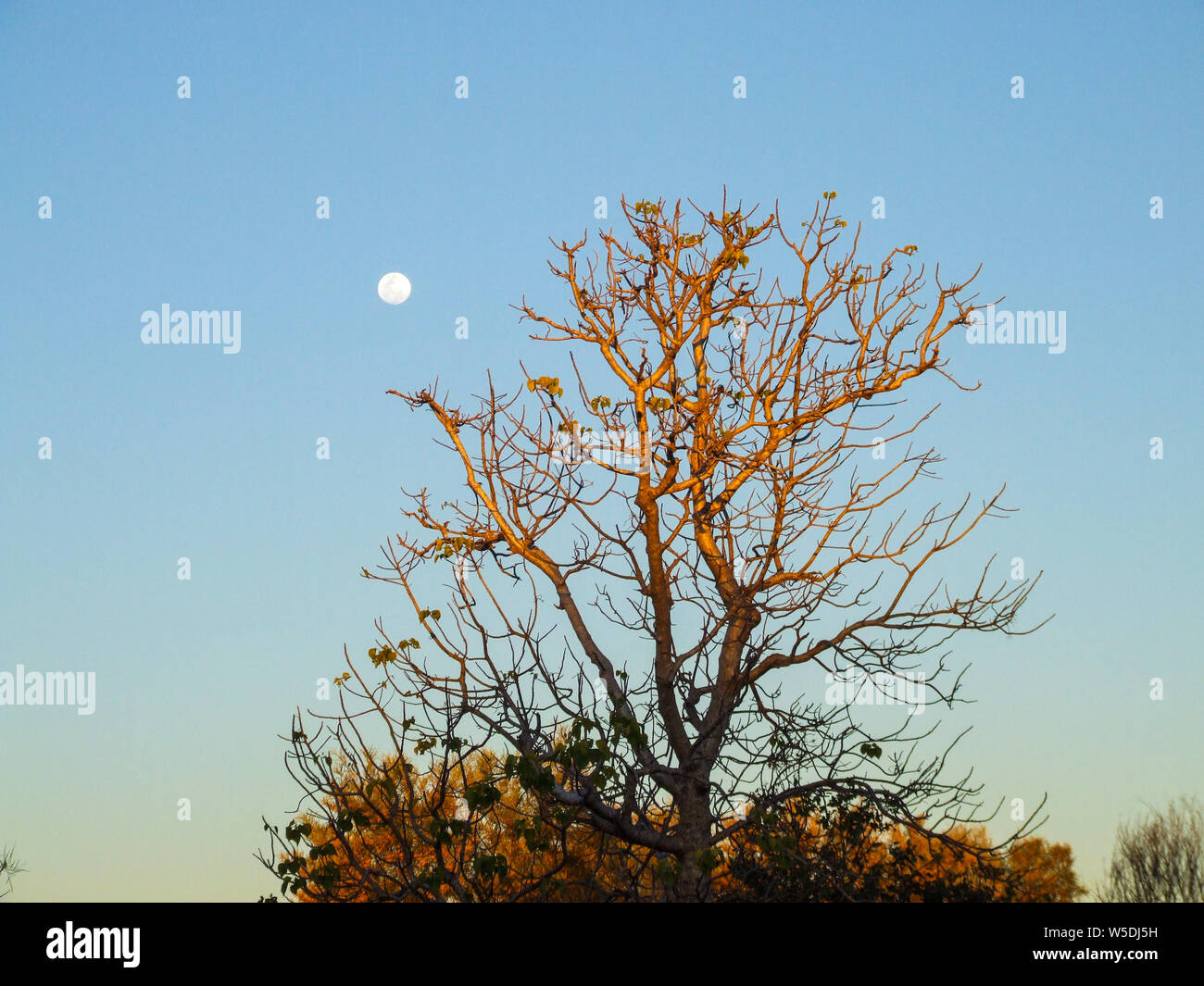 Whirly whirly tree hi-res stock photography and images - Alamy