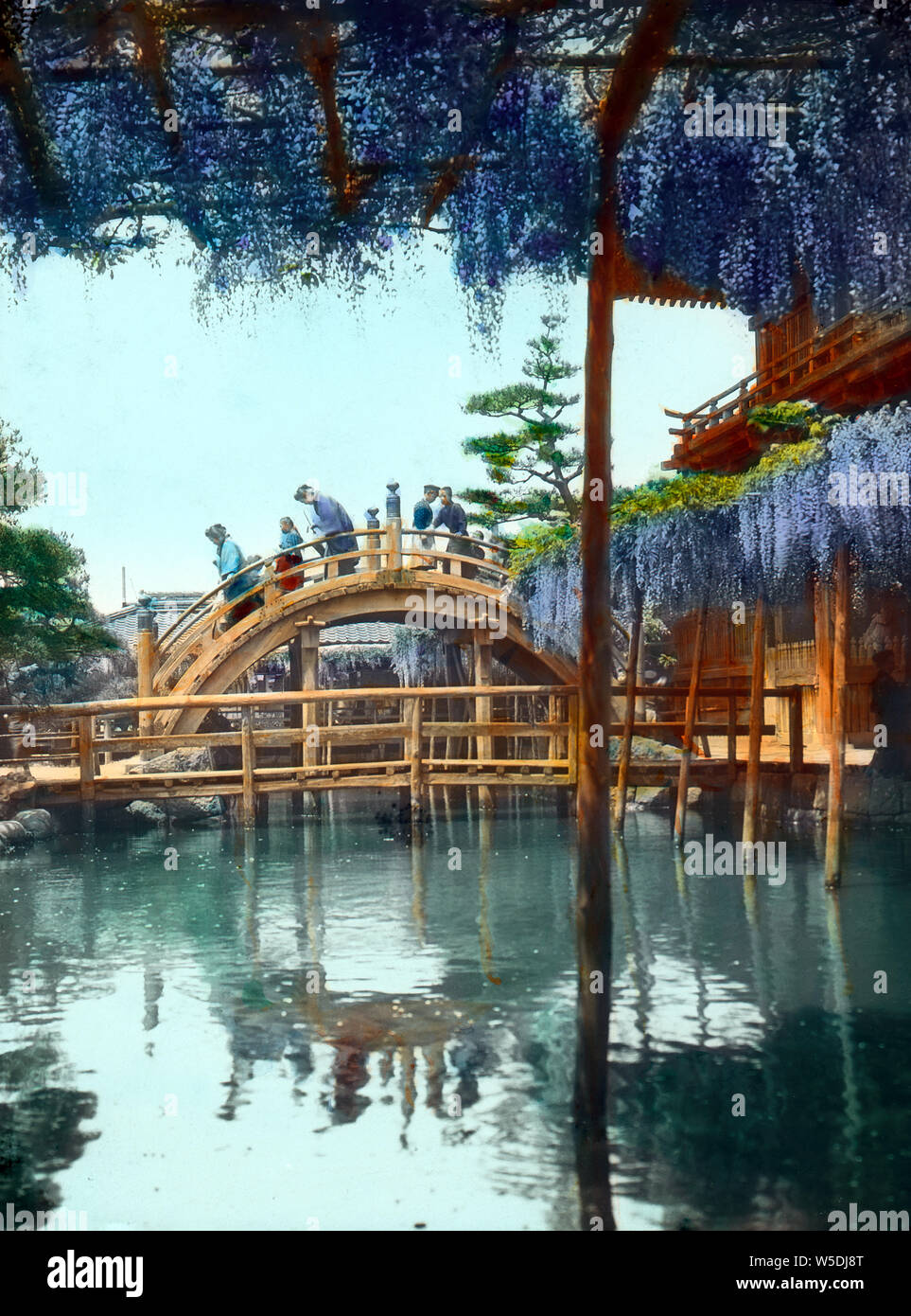 [ 1900s Japan - Bridge and Wisteria at Tokyo Shrine ] — Shinji Pond ...